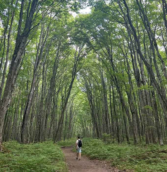 Dappled sunlight filters through the dense canopy, creating an enchanted pathway that feels worlds away from Florida's busy tourist attractions.
