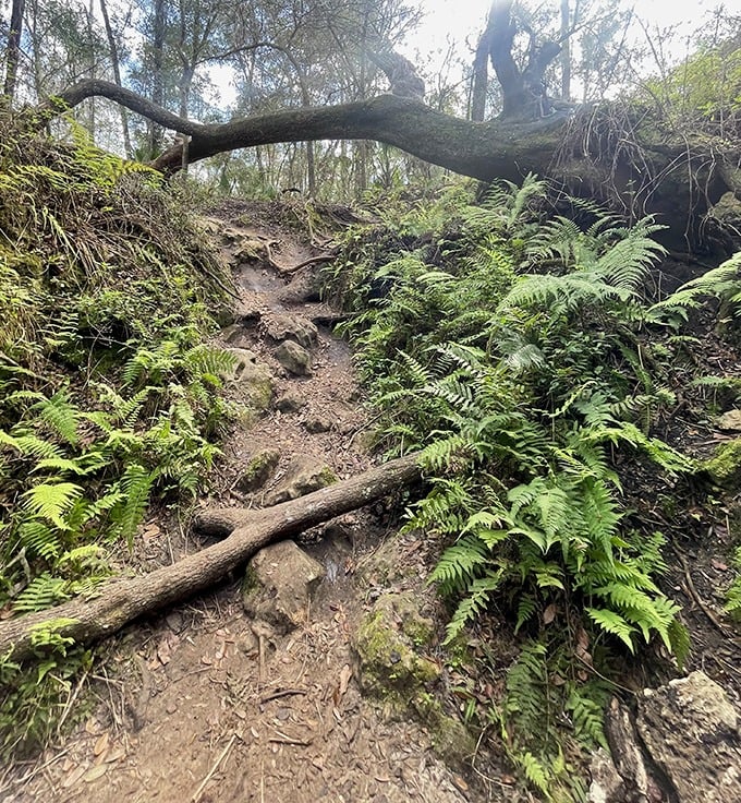 Nature's obstacle course: Gnarled roots and fern-flanked pathways challenge hikers on their approach to the hidden caves.