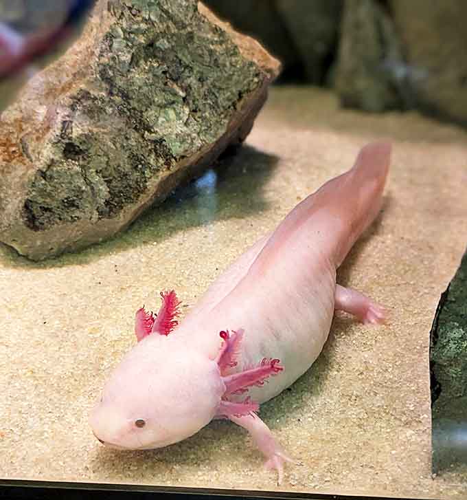This pink axolotl, with its perpetual smile and feathery gills, looks like it escaped from a Pixar movie rather than a Mexican lake.