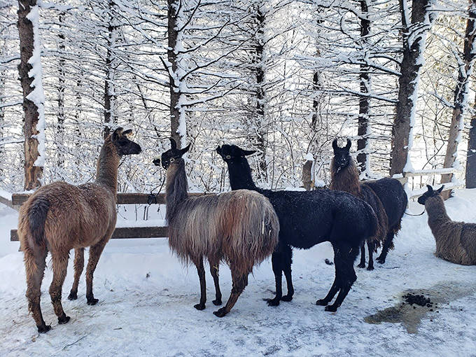 Winter transforms these woolly wanderers into snow queens and kings, their thick coats finally making perfect sense in Minnesota's frosty landscape.