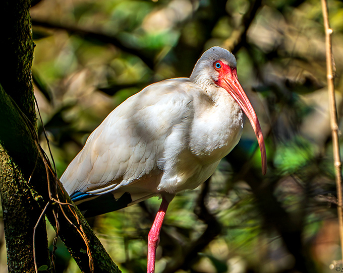 An American white ibis shows off its curved bill &ndash; nature's specialized tool for probing mud like a gourmet chef testing pasta.