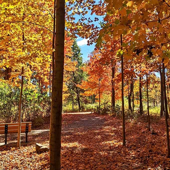 Mother Nature shows off her best work in autumn, creating a golden tunnel that makes every walk feel like strolling through a living painting.