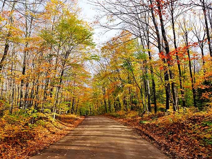 Fall's paintbrush turns the forest into a flame-colored wonderland, making even the simplest dirt road Instagram-worthy.