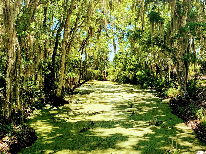 Barr Hammock Preserve showcases Florida's natural splendor with its emerald waters and mysterious cypress-lined waterways.