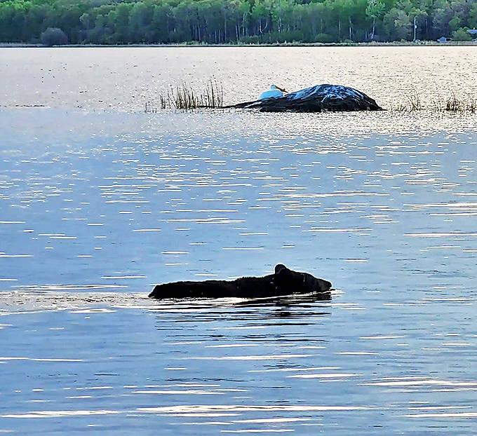 Wildlife viewing opportunities abound &ndash; even black bears occasionally swim between the lake's countless islands.