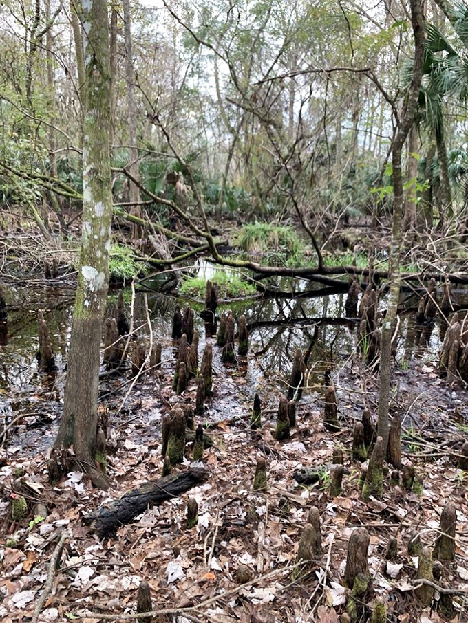 Cypress knees rise from the swampy soil like nature's stalagmites, creating an otherworldly landscape that's uniquely Floridian and endlessly fascinating.