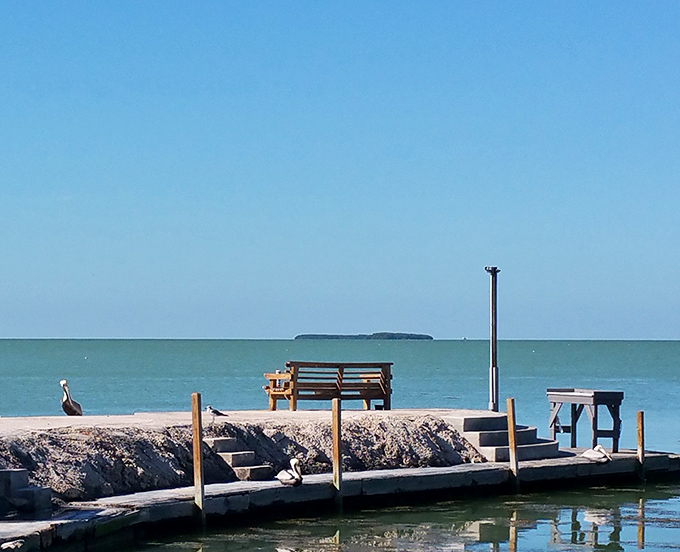 That bench isn't just furniture &ndash; it's front-row seating to nature's greatest show, with pelicans providing the opening act.