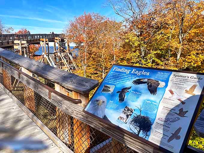 Informational signs about local eagles remind you that you're sharing this airspace with creatures far more qualified to be up here.