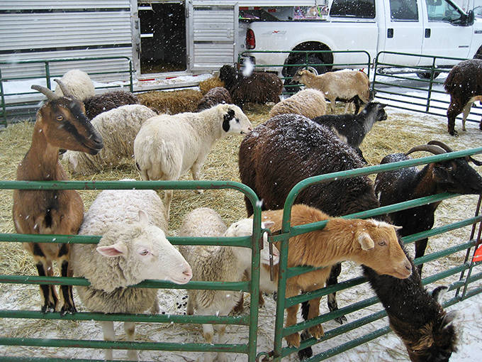 Summer reveals the park's split personality – same thrills, no chills, as the luge track trades ice for wheels.