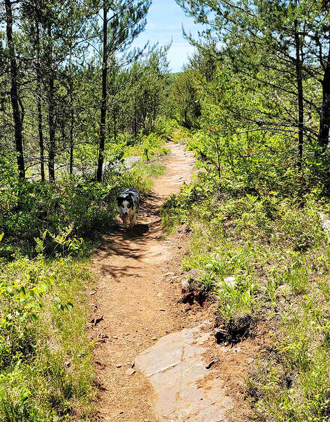Winding through young pines and birch, the trail offers moments of dappled sunlight that photographers dream about capturing.
