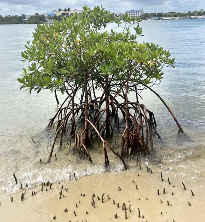 Coastal guardian! Mangrove trees showcase their remarkable root systems, protecting shorelines and nurturing marine life.