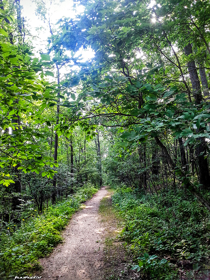 Dappled sunlight filters through the dense canopy, turning an ordinary forest path into a corridor of dancing light.
