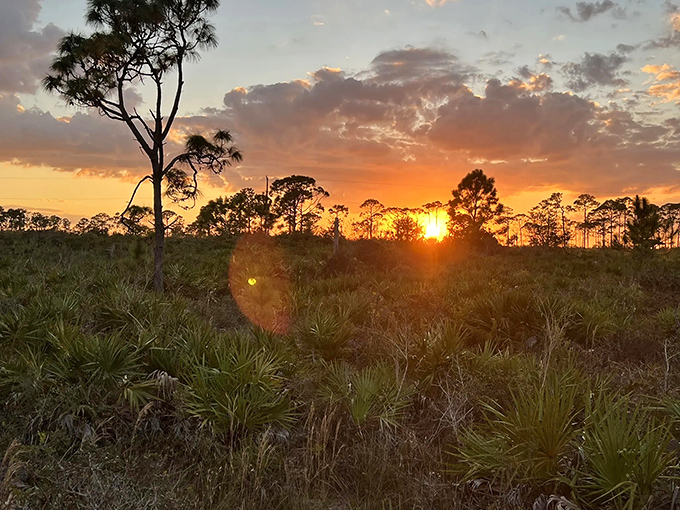 Nature's grand finale &ndash; a Florida sunset paints the sky in impossible colors while silhouetted pines applaud the day's end.