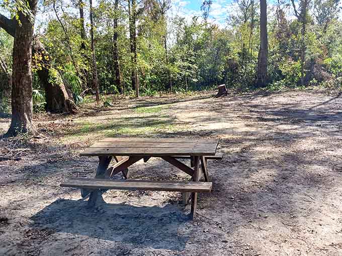 Picnic tables scattered throughout the park invite visitors to slow down and enjoy lunch surrounded by nature's soundtrack of birds and rustling leaves.