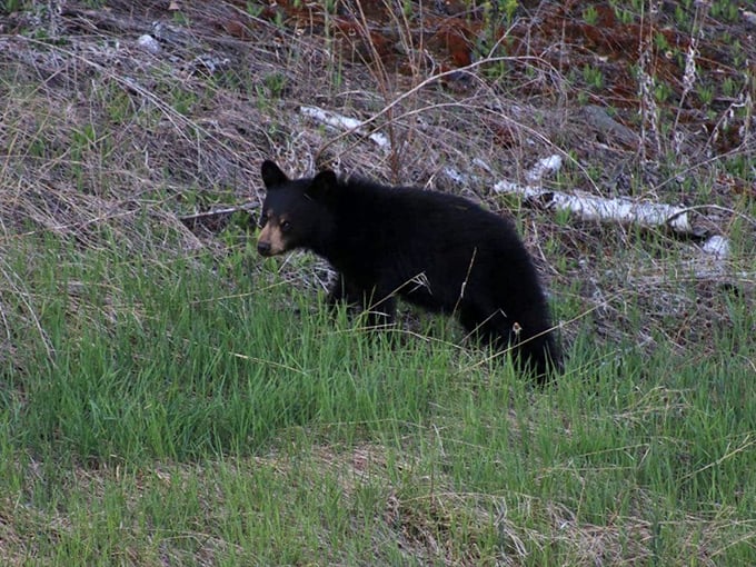 "Just passing through, don't mind me" &ndash; this black bear demonstrates the proper social distancing protocol in the northern woods.