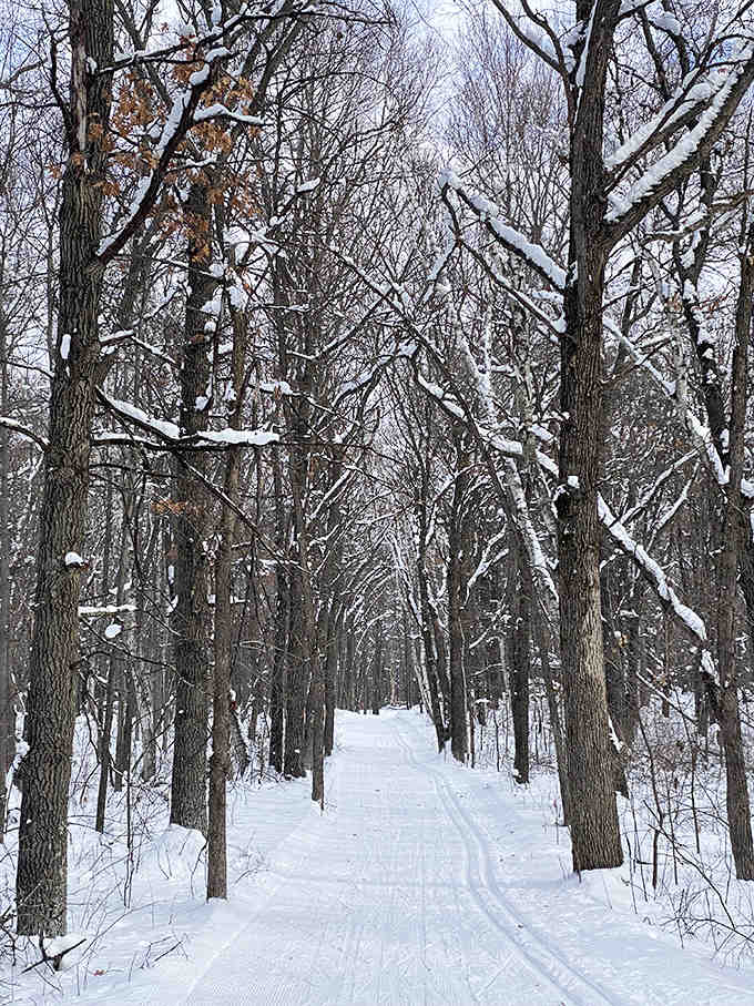 Winter transforms familiar trails into magical passages, where snow-laden branches create nature's most perfect archway for cross-country adventurers.