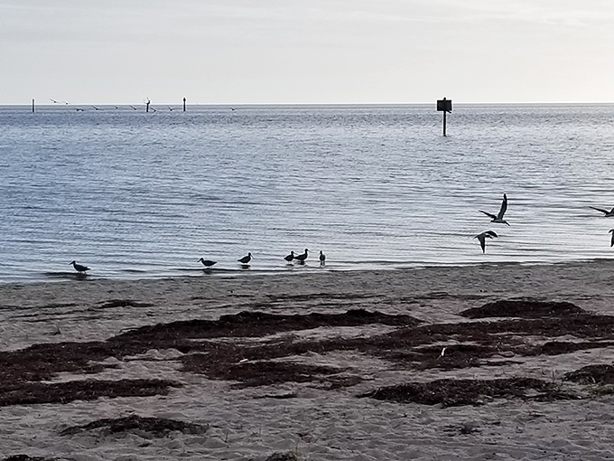 Nature's welcoming committee lines the shore, patiently waiting for the tide to reveal their next seafood feast.