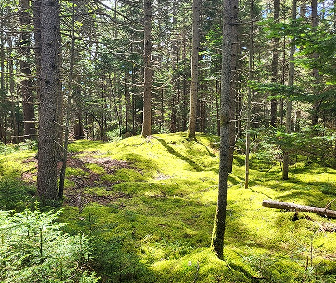 Sunlight filters through the preserve's evergreen canopy, creating a cathedral-like glow on the moss-carpeted forest floor.