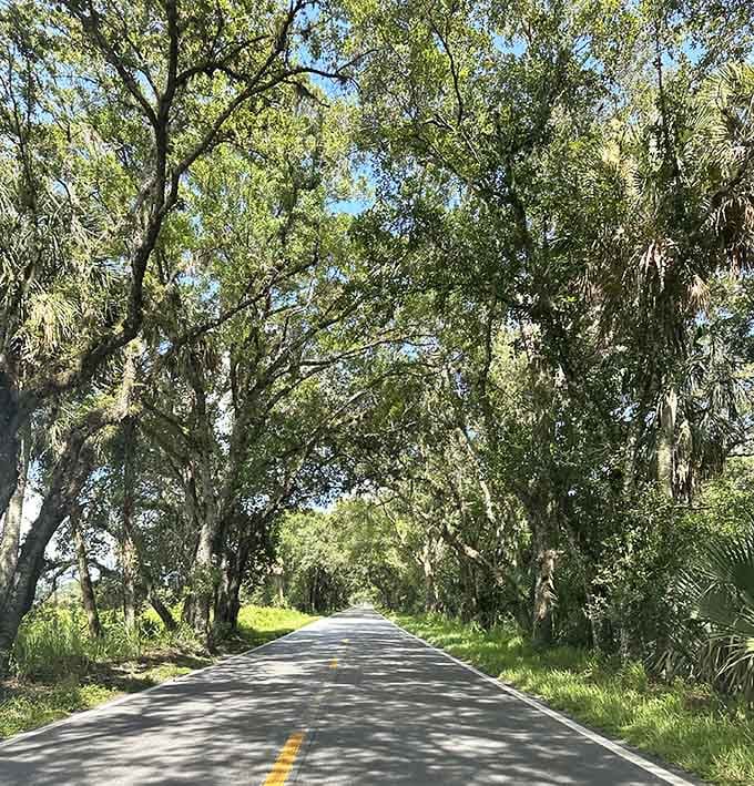 Yellow lines never looked so good as when they're leading you through a corridor of ancient oaks and endless green.