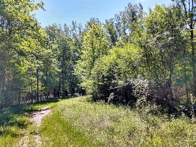 Nature's carpet rolls out before you on this sunlit trail, where every step brings new discoveries and peaceful moments.