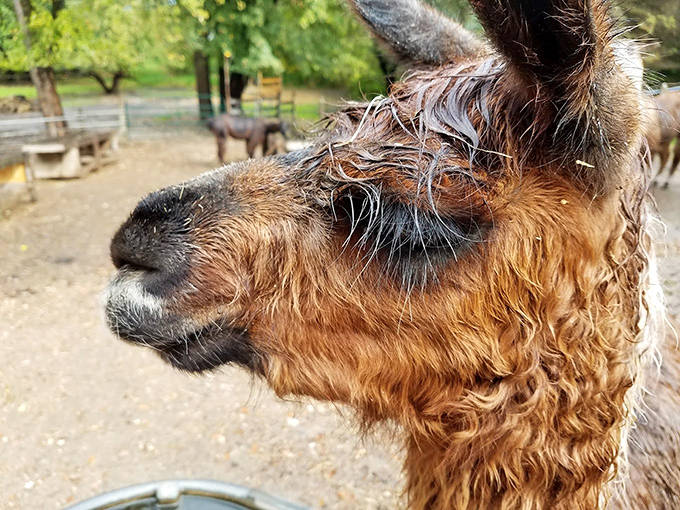 That judgmental side-eye could give any teenager a run for their money &ndash; llamas perfect the art of looking simultaneously regal and slightly disapproving.