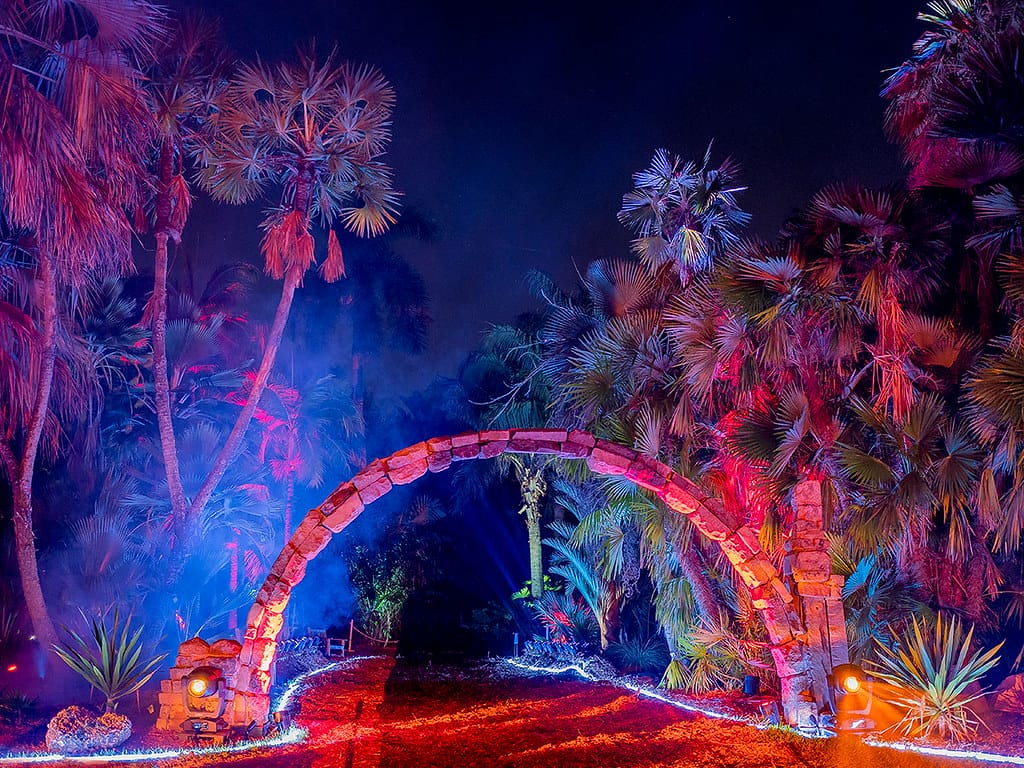 A beautiful array of lights under the backdrop of the shadowy palms