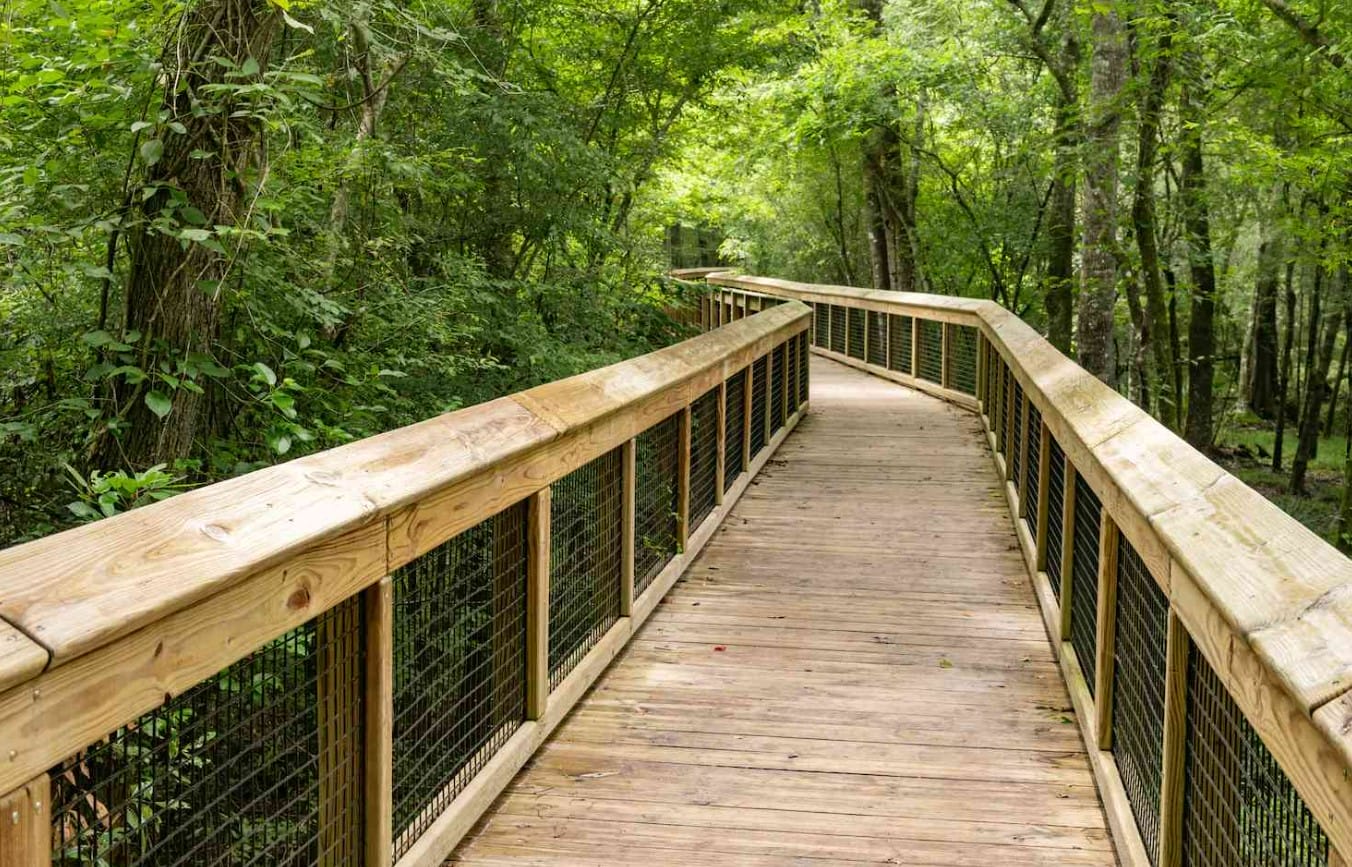 a boardwalk snaking its way in ichetucknee