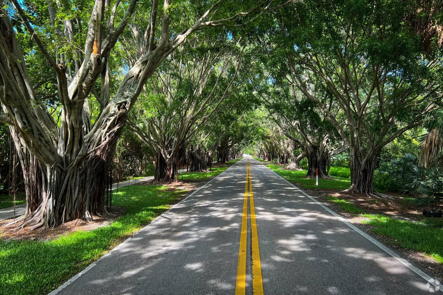 a canopy of intertwined banyan trees shading a quiet street