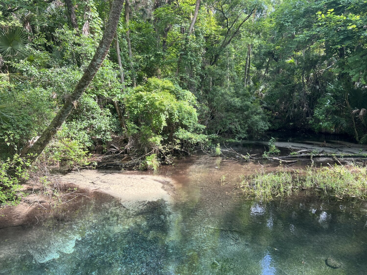 a clear tranquil spring running through a dense green forest in a natural park setting