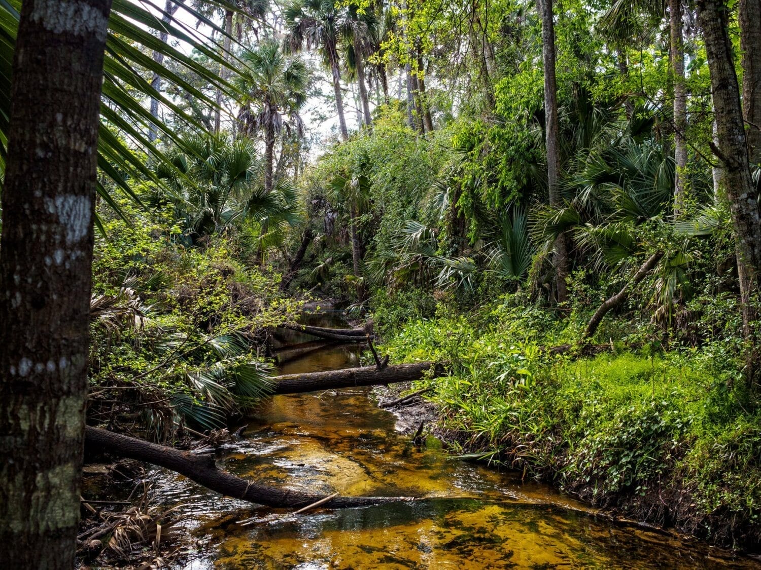 a creek filled with crystal clear waters and woods