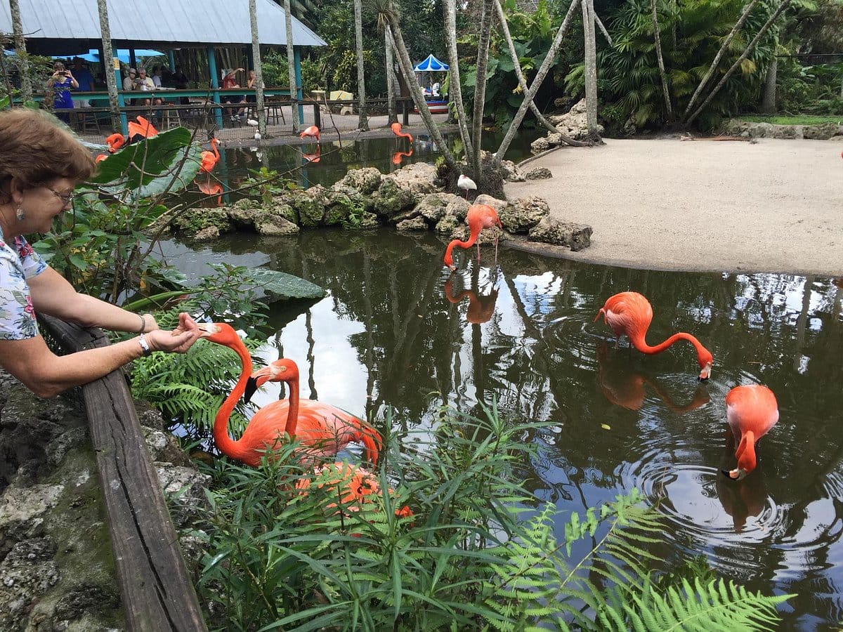 a flock of flamingos foraging and wading in a pond with a visitor feeding them in the foreground