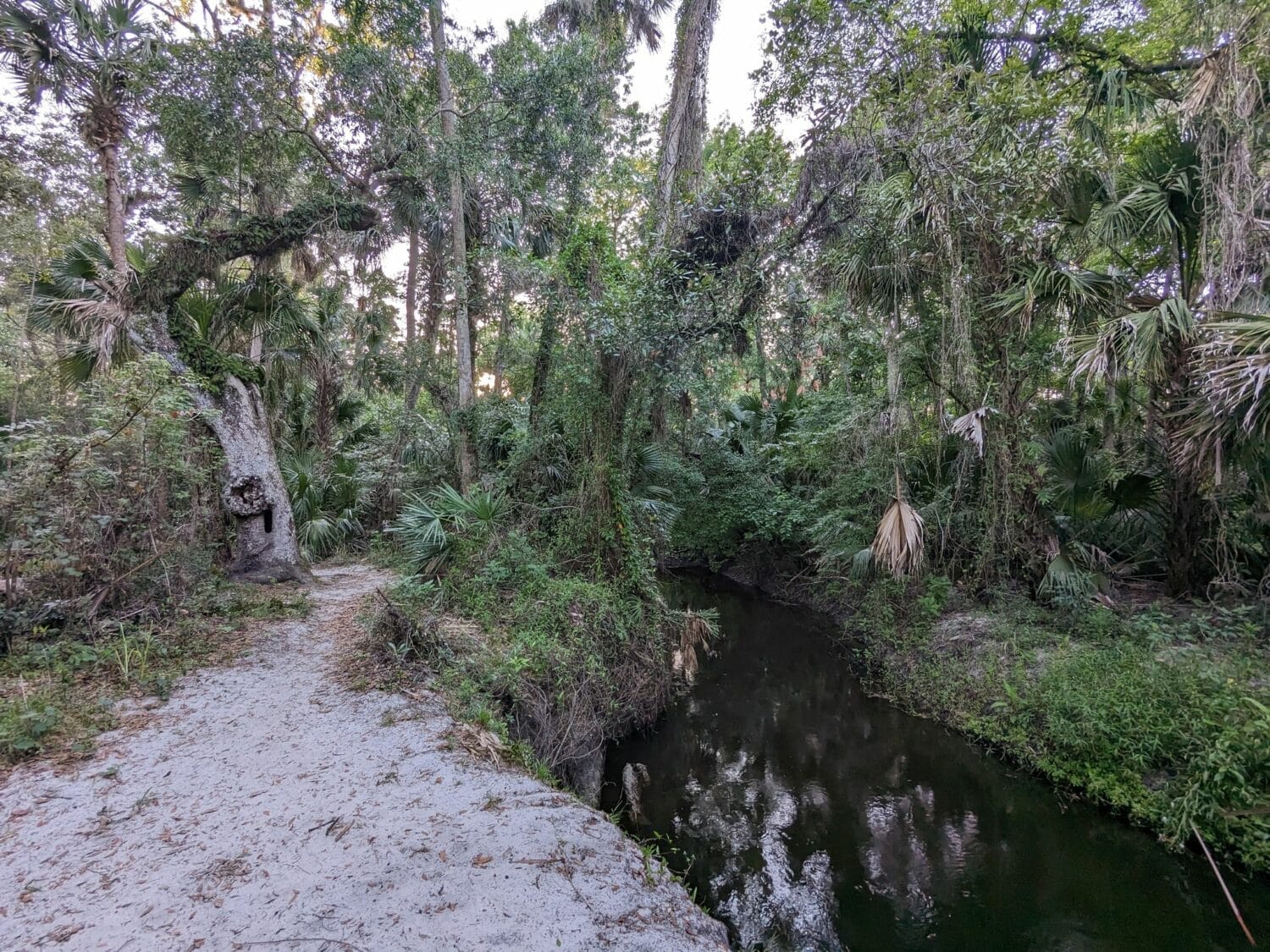 a narrow path beside the creek that leads deeper into the forest