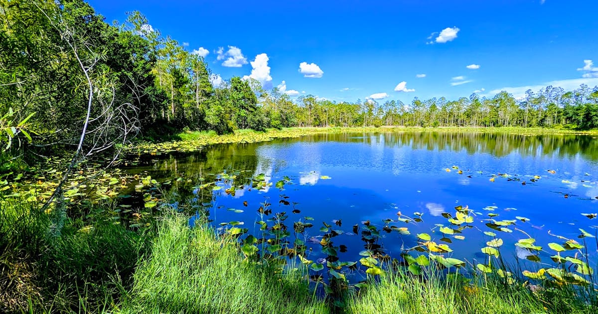 a photo of little manatee