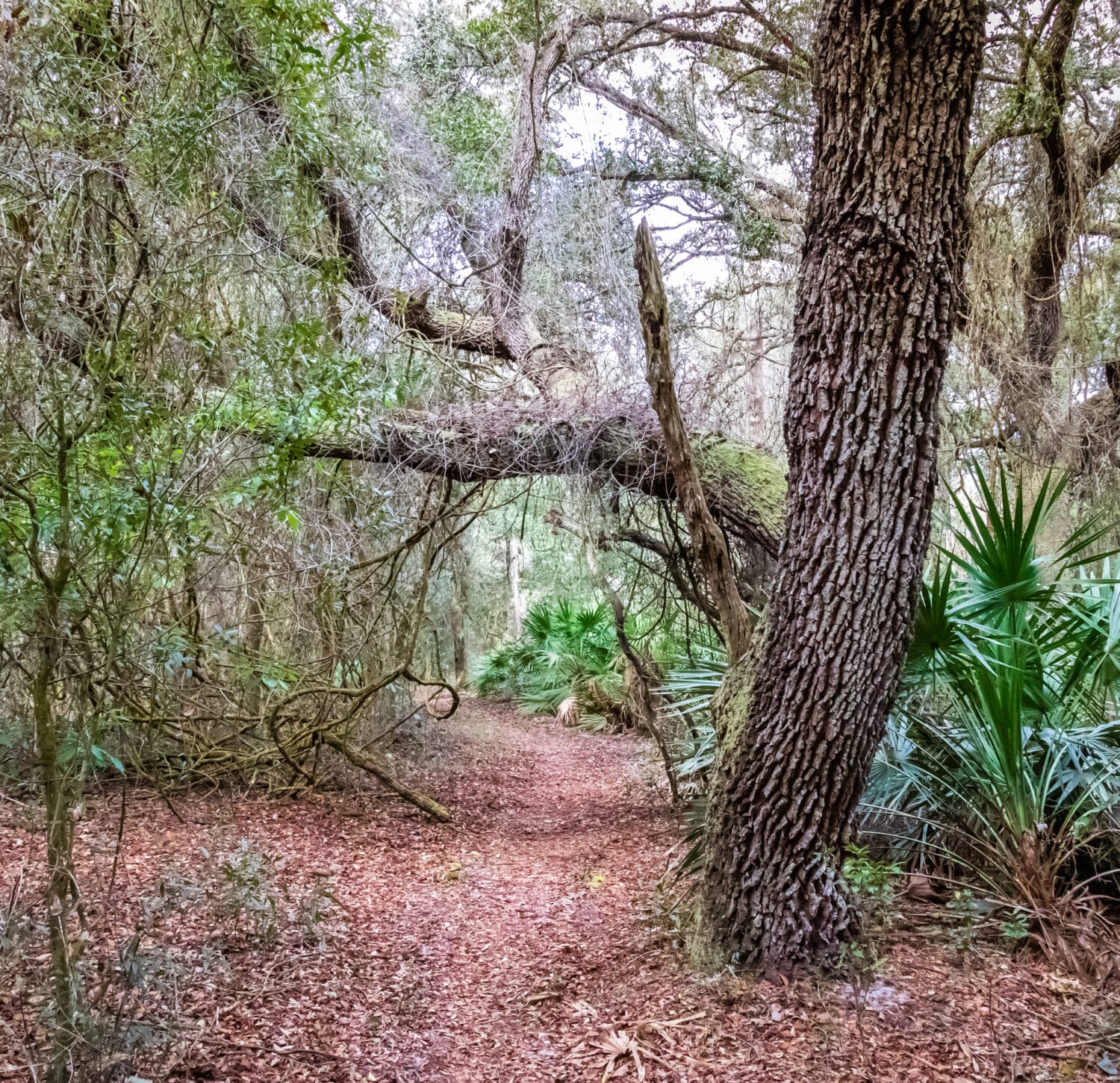A stunning trail with century old trees