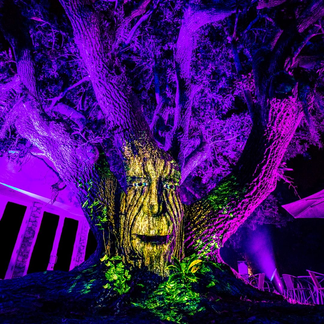 A talking tree in the magical forest.