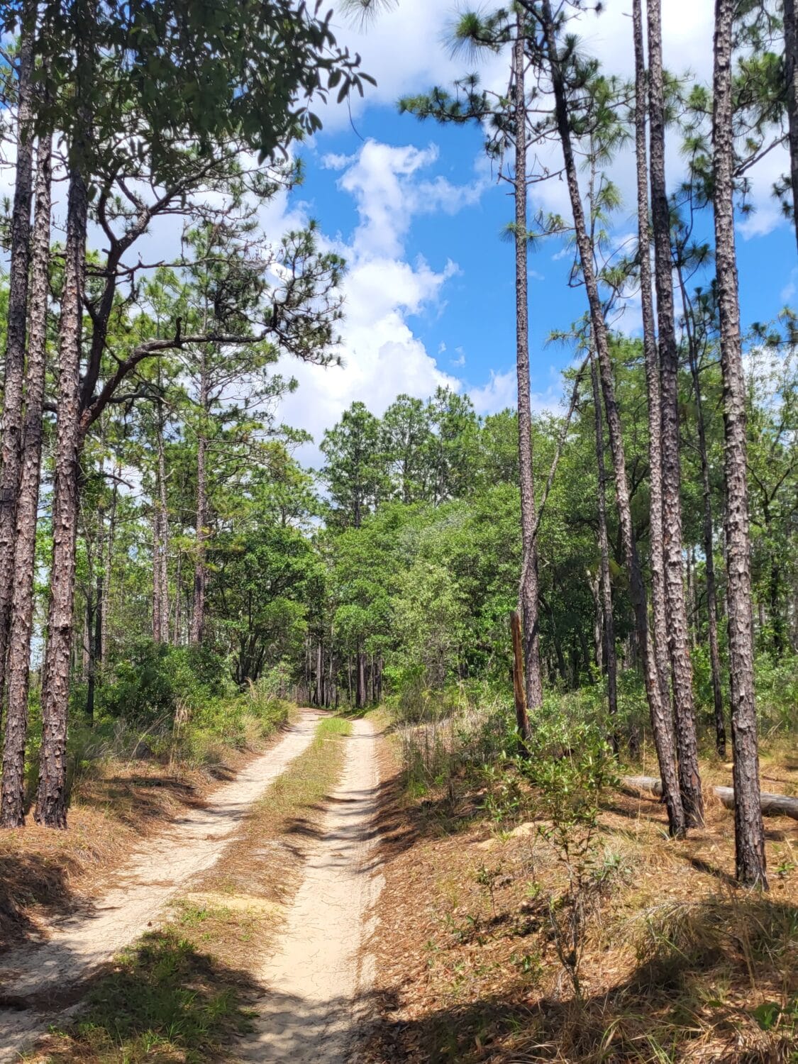 A trail leading to the cave