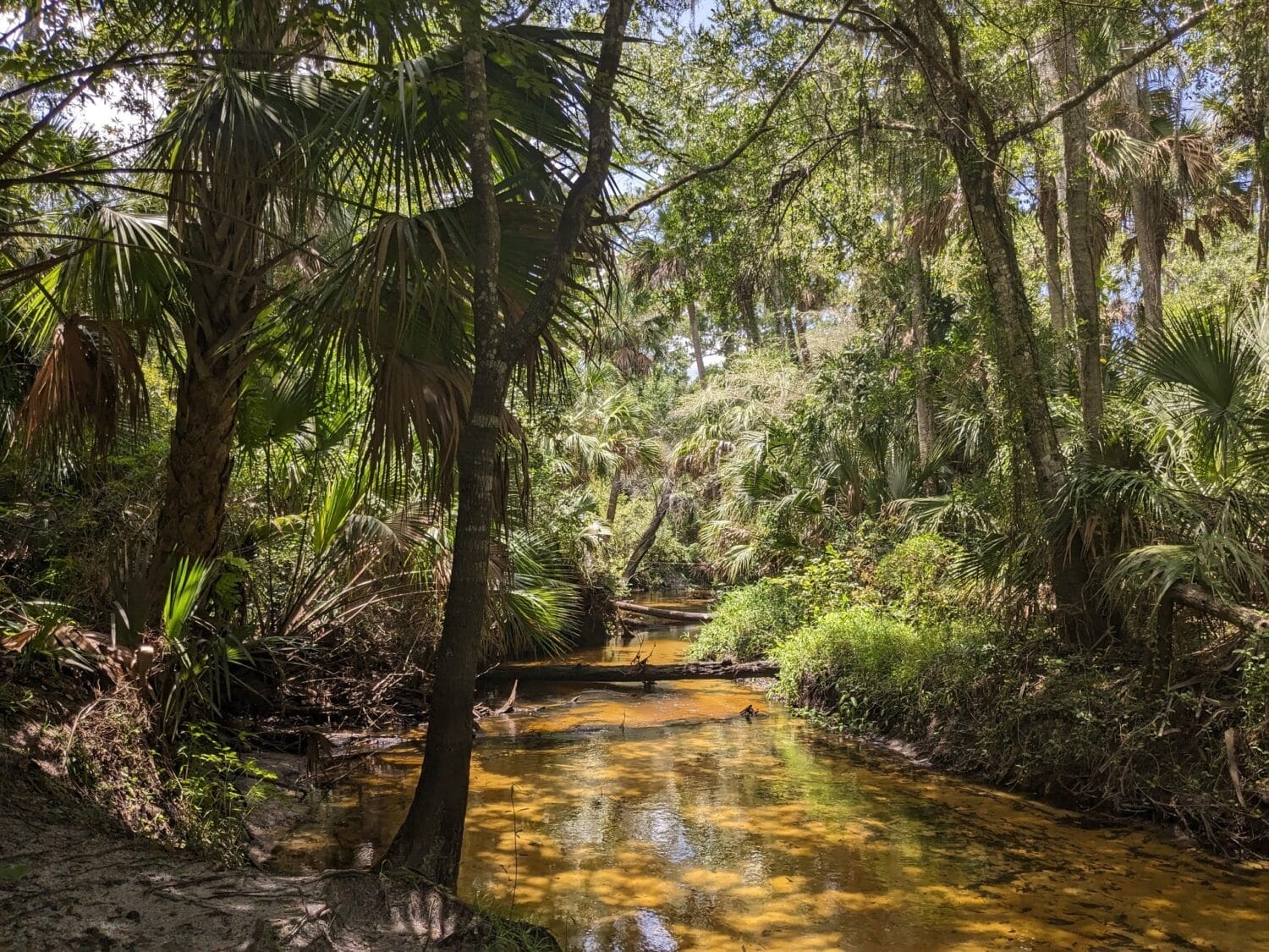a wide view of the creek with clear water and is surrounded by lots of trees