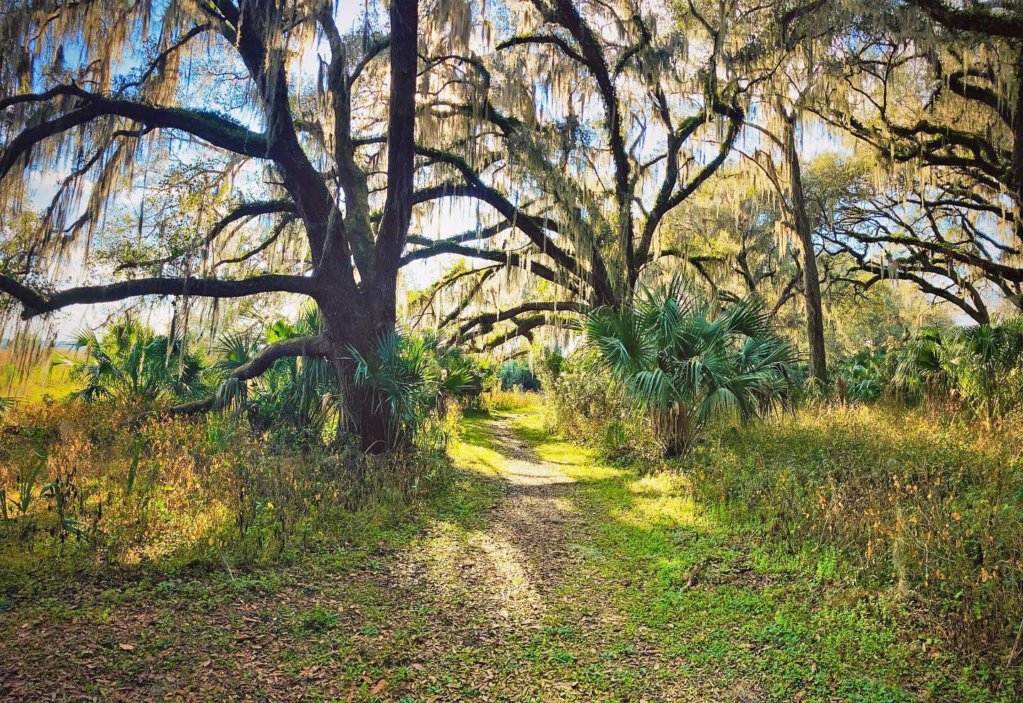 an enchanting shot of Tuscawilla Preserve