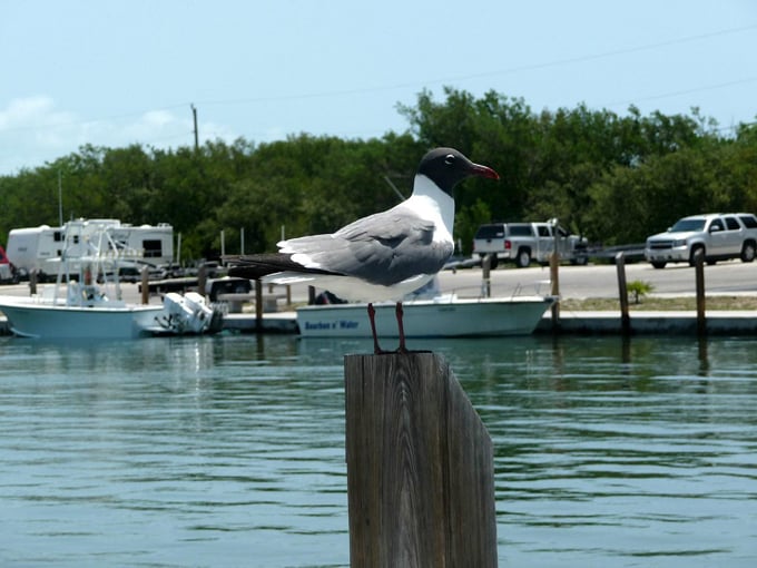 Bahia Honda State Park  9