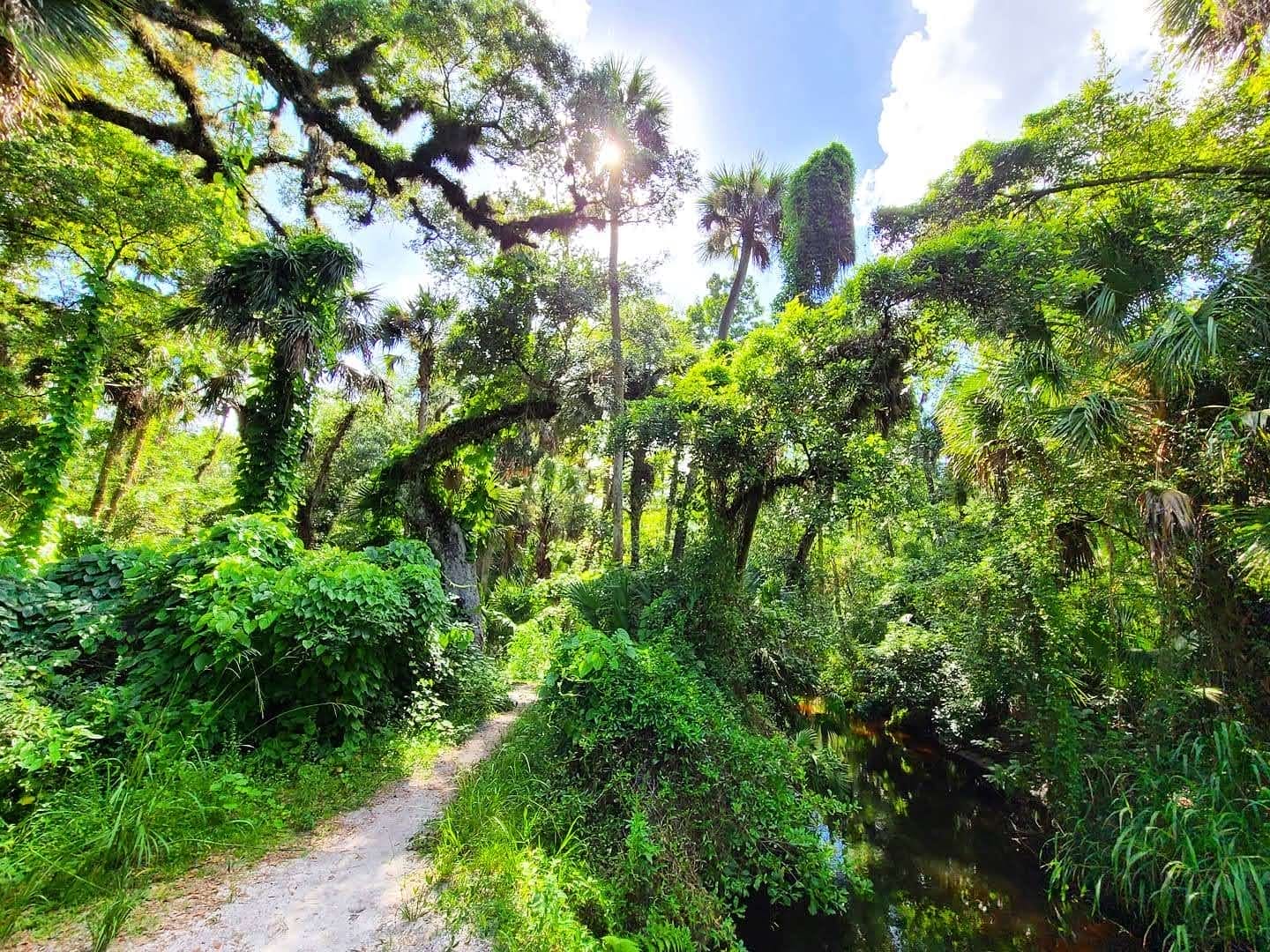 bear creek trail path with a wide view of the trees and sky