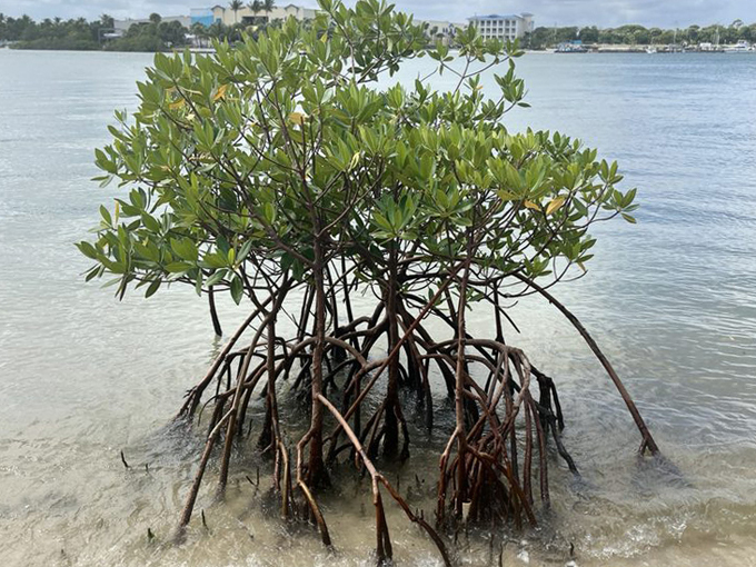blowing rocks preserve 6