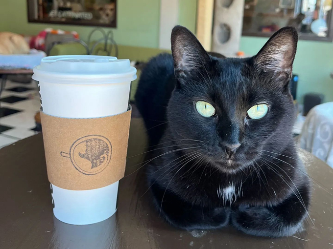 cafe meow 2