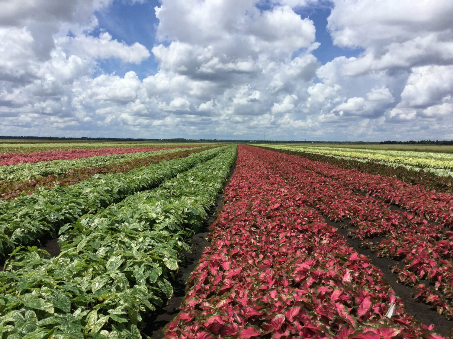 Caladium blooming during annual caladium festival