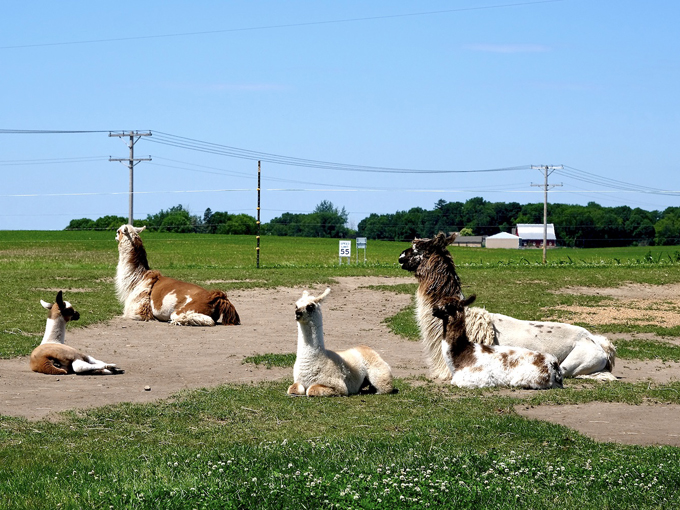 Carlson's Llovable Llamas 2