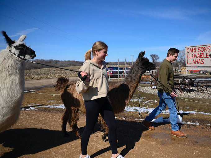 Carlson's Llovable Llamas 4