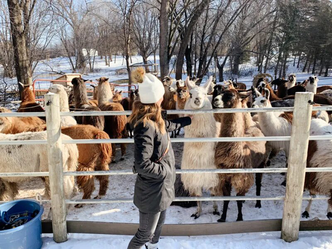 Carlson's Llovable Llamas 5