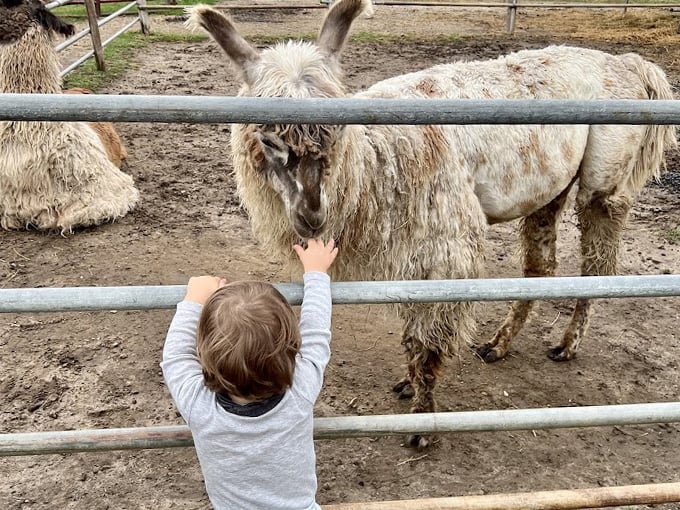 Carlson's Llovable Llamas 6