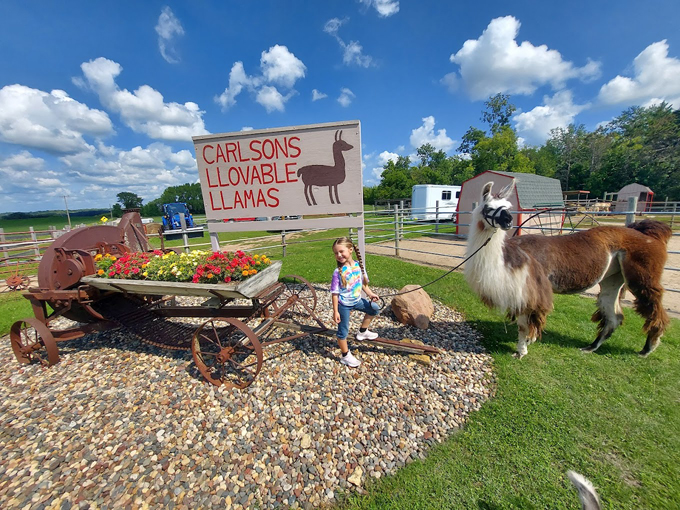 Carlson's Llovable Llamas 7