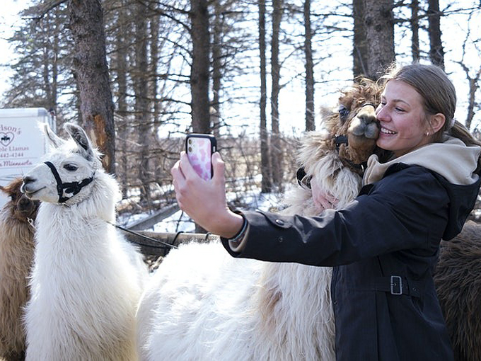 Carlson's Llovable Llamas 8