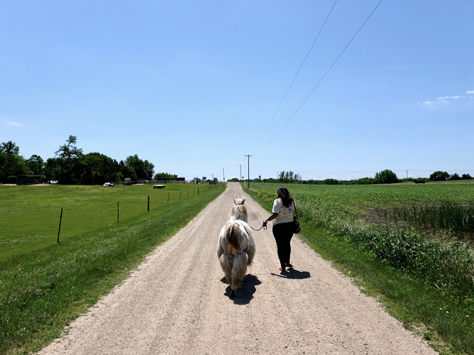 Carlson's Llovable Llamas 9